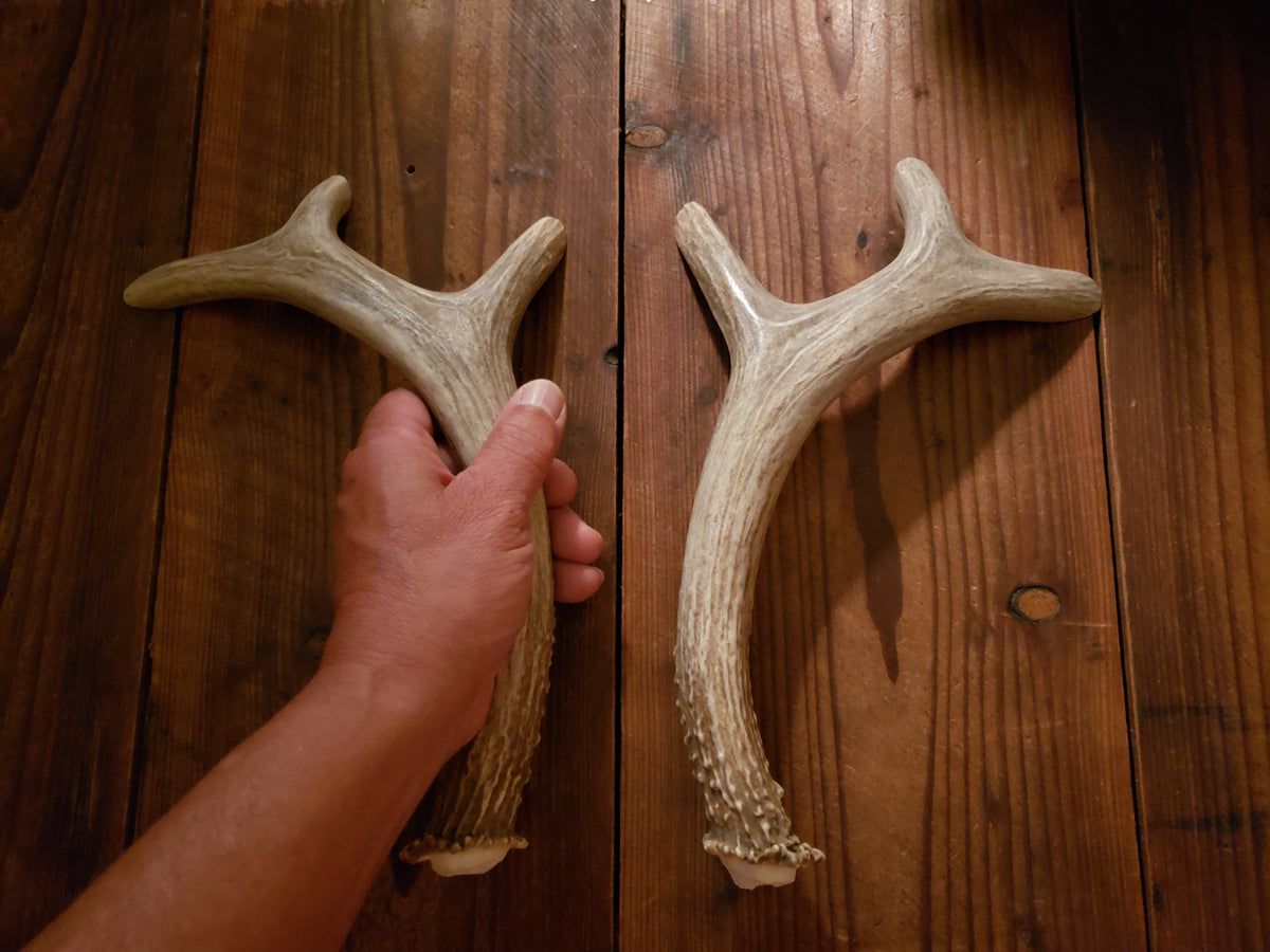 Large Antler Handle Set, Shed Mule Deer, Custom Ordered for Double Doo ...